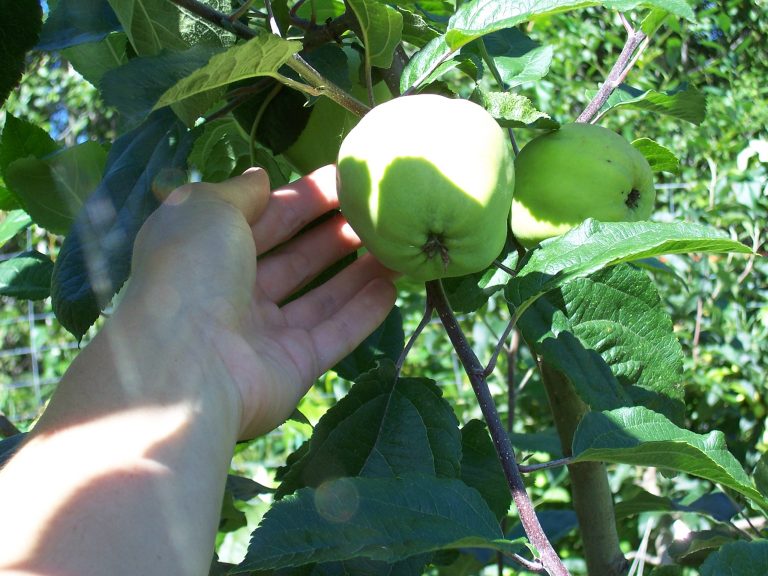 carroll_apple – Alaska Pioneer Fruit Growers Association