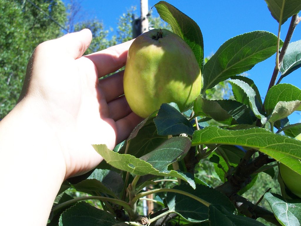 norland_apple – Alaska Pioneer Fruit Growers Association