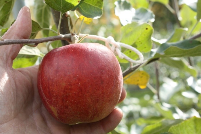 Beacon – Alaska Pioneer Fruit Growers Association