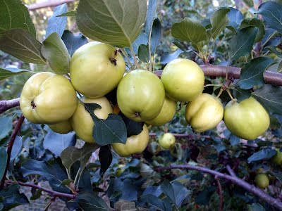 Heyer 12 – Alaska Pioneer Fruit Growers Association