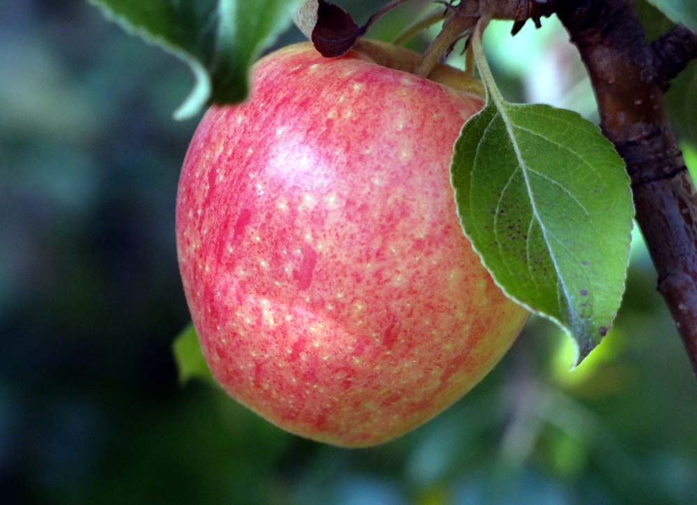 Norkent – Alaska Pioneer Fruit Growers Association