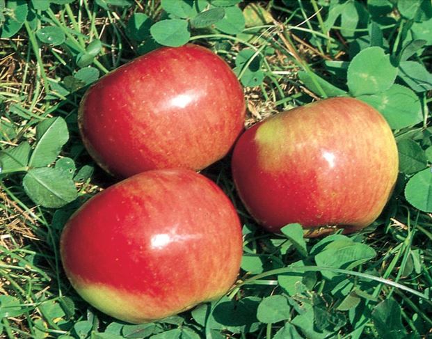 StateFair – Alaska Pioneer Fruit Growers Association