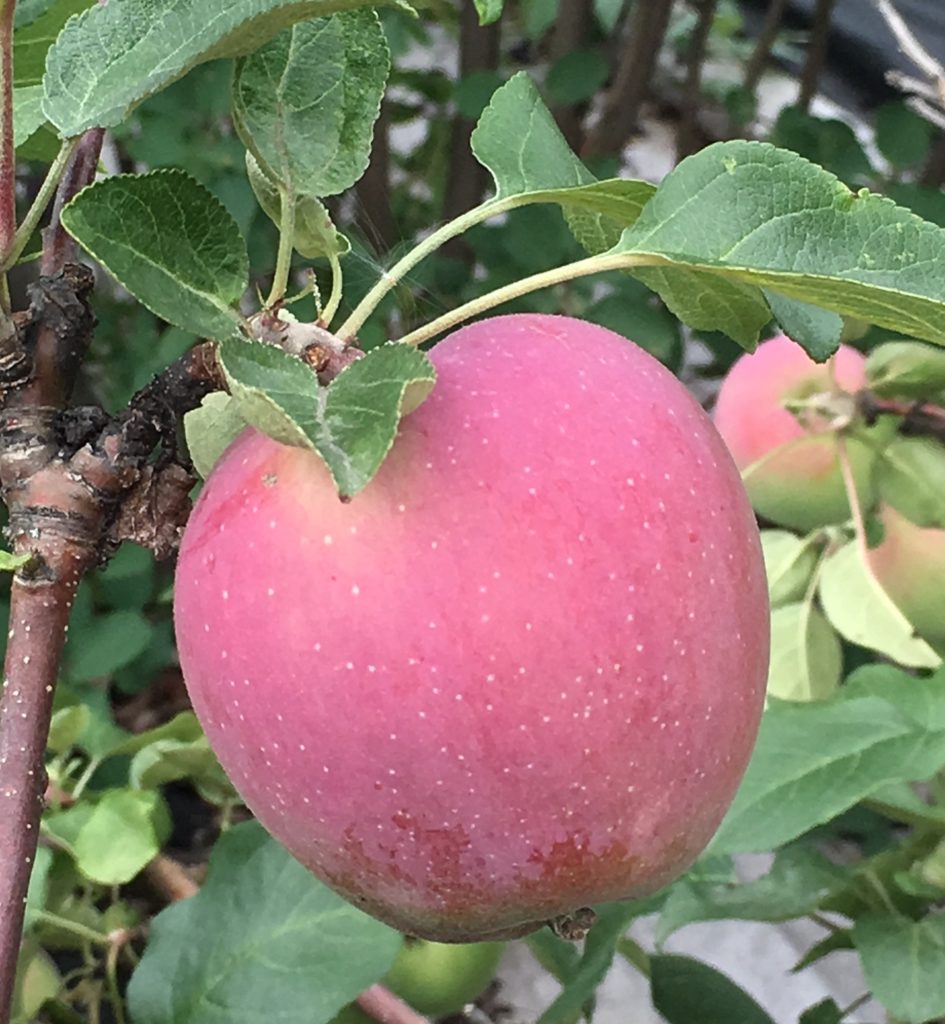 Prairie Magic – Alaska Pioneer Fruit Growers Association